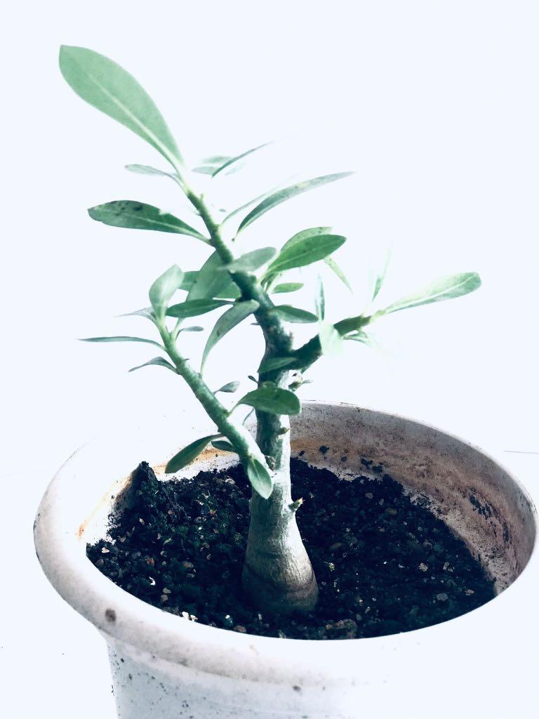 Adenium plant / 富贵花 (fu gui Hua), Furniture & Home Living, Gardening ...