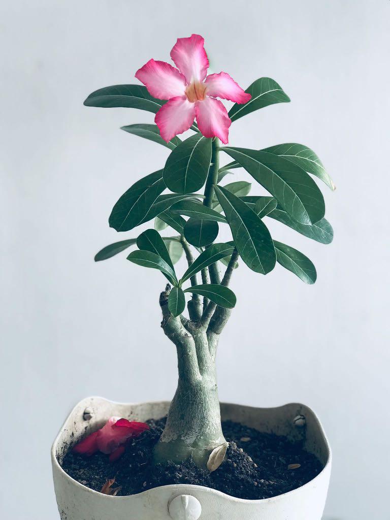 Adenium plant / 富贵花 (fu gui Hua), Furniture & Home Living, Gardening ...
