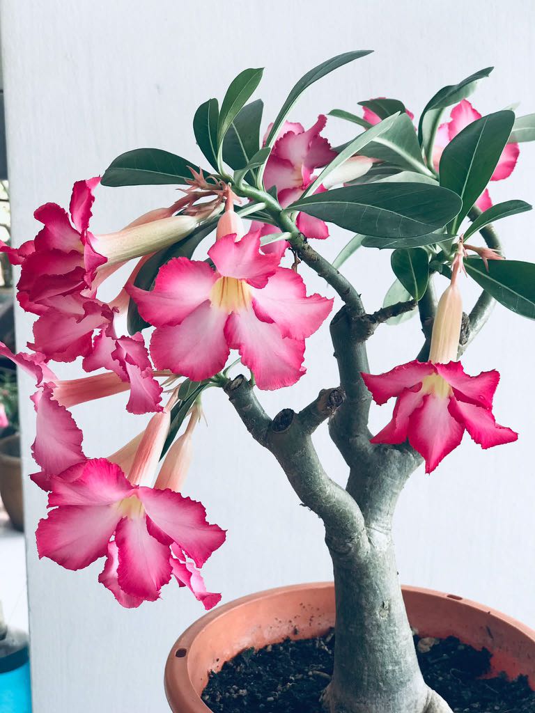 Adenium plant / 富贵花 (fu gui Hua), Furniture & Home Living, Gardening ...