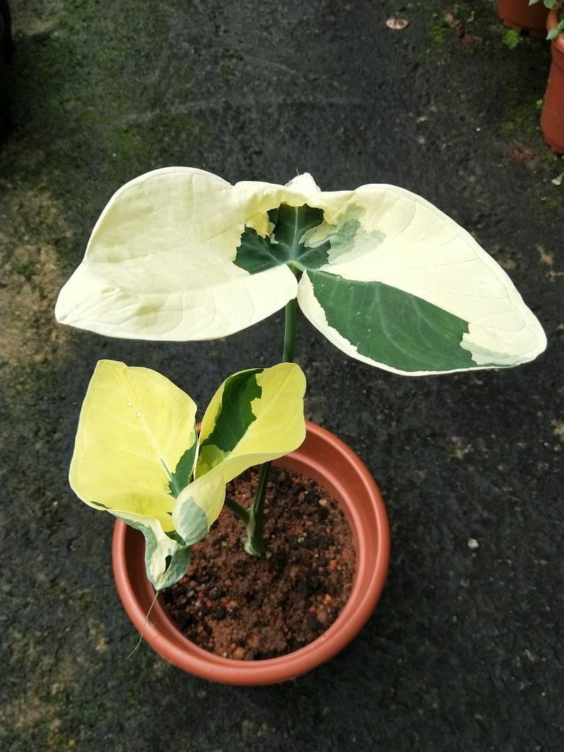 Alocasia Xanthosoma Mickey Mouse Variegated, Furniture & Home Living ...