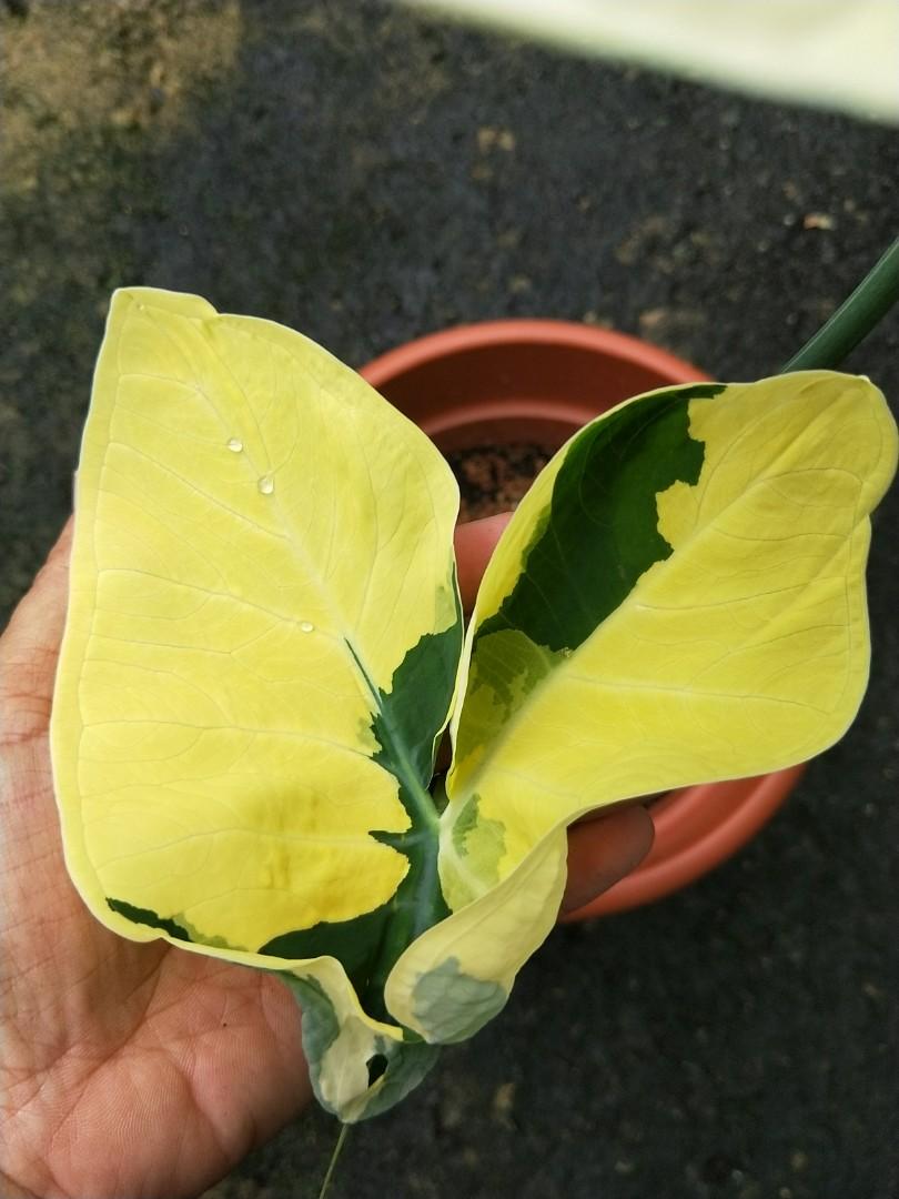 Alocasia Xanthosoma Mickey Mouse Variegated, Furniture & Home Living ...