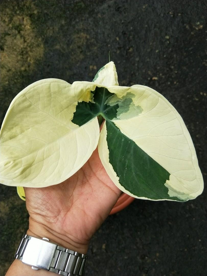 Alocasia Xanthosoma Mickey Mouse Variegated, Furniture & Home Living ...