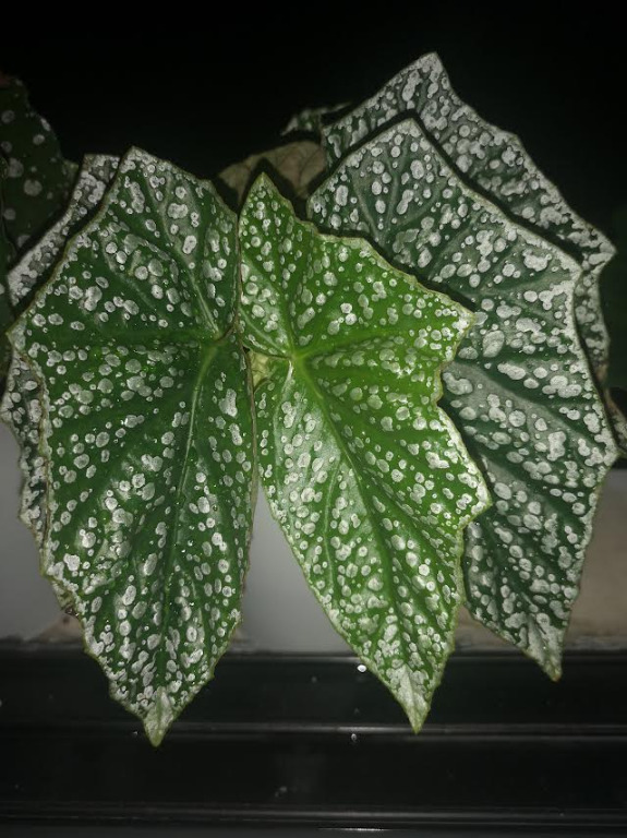 Begonia Snowcap, Furniture & Home Living, Gardening, Plants & Seeds on ...