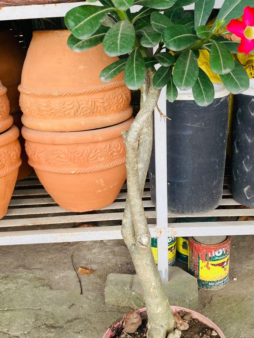 Bonsai calachuchi plants 2ft, Furniture & Home Living, Gardening ...