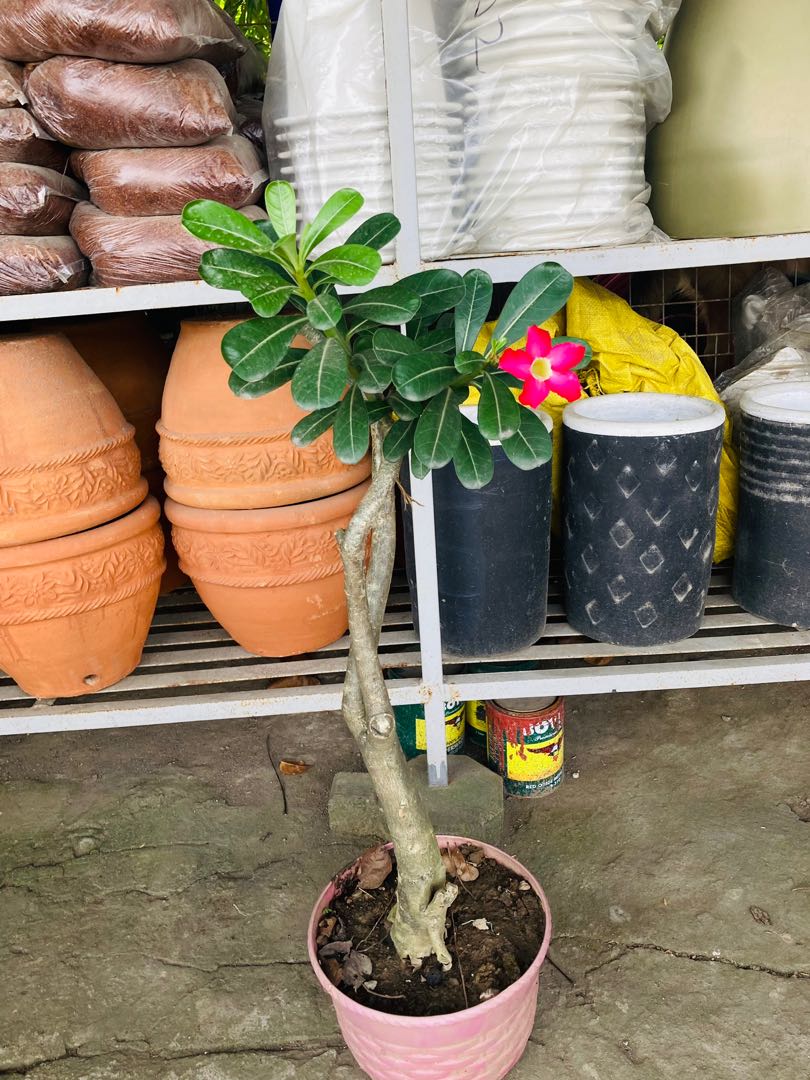 Bonsai calachuchi plants 2ft, Furniture & Home Living, Gardening ...