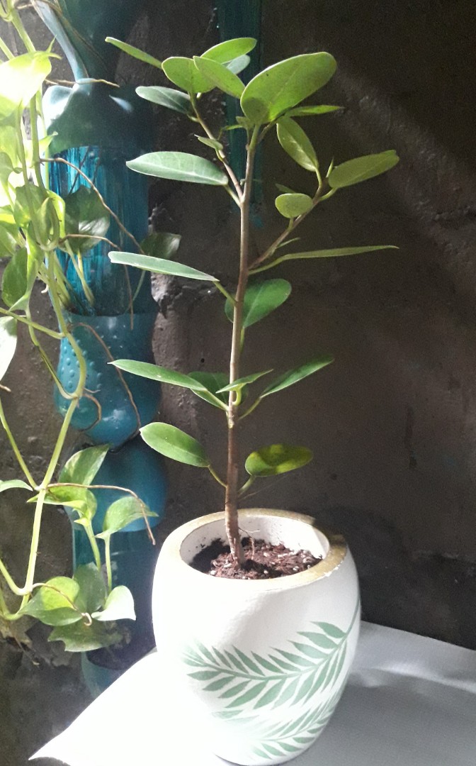 Ficus Nana/ money plant, Furniture & Home Living, Gardening, Plants ...