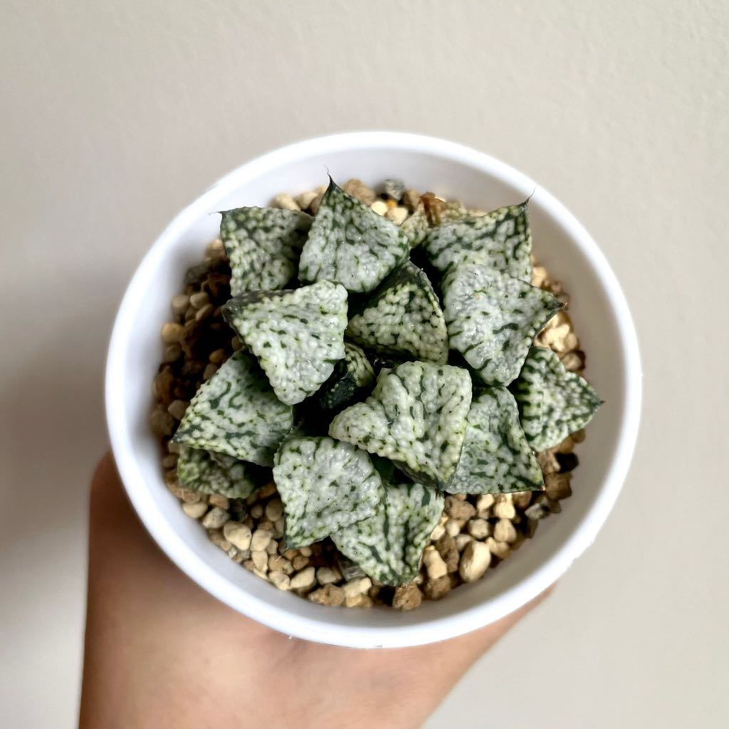 Haworthia Picta (Pandora Magic Box), Acclimatised Succulent, Just ...