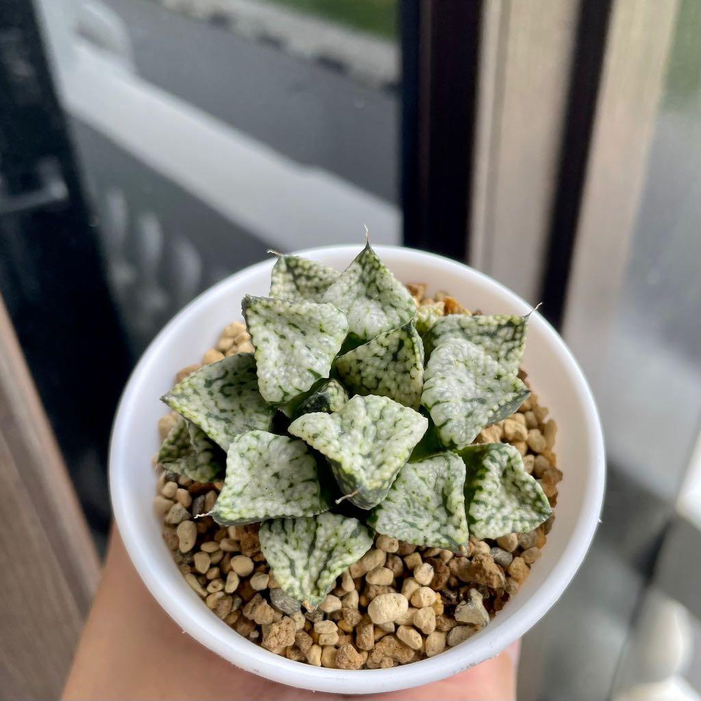 Haworthia Picta (Pandora Magic Box), Acclimatised Succulent, Just ...