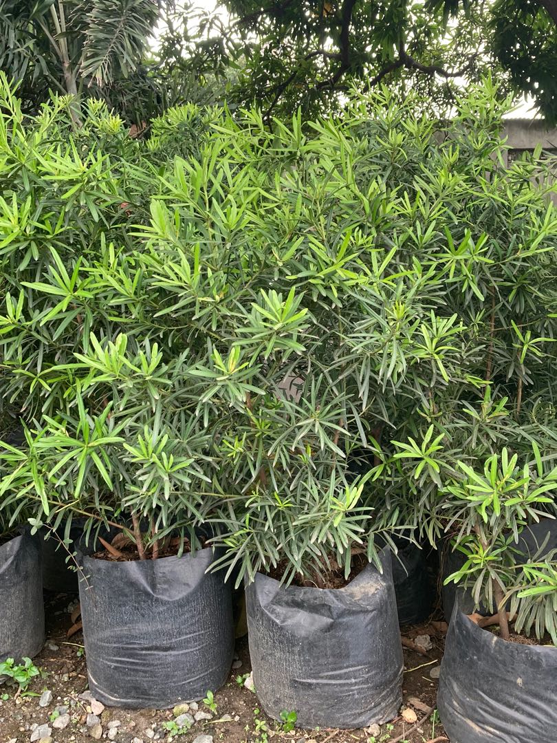 Maki plants 5ft, Furniture & Home Living, Gardening, Plants & Seeds on ...