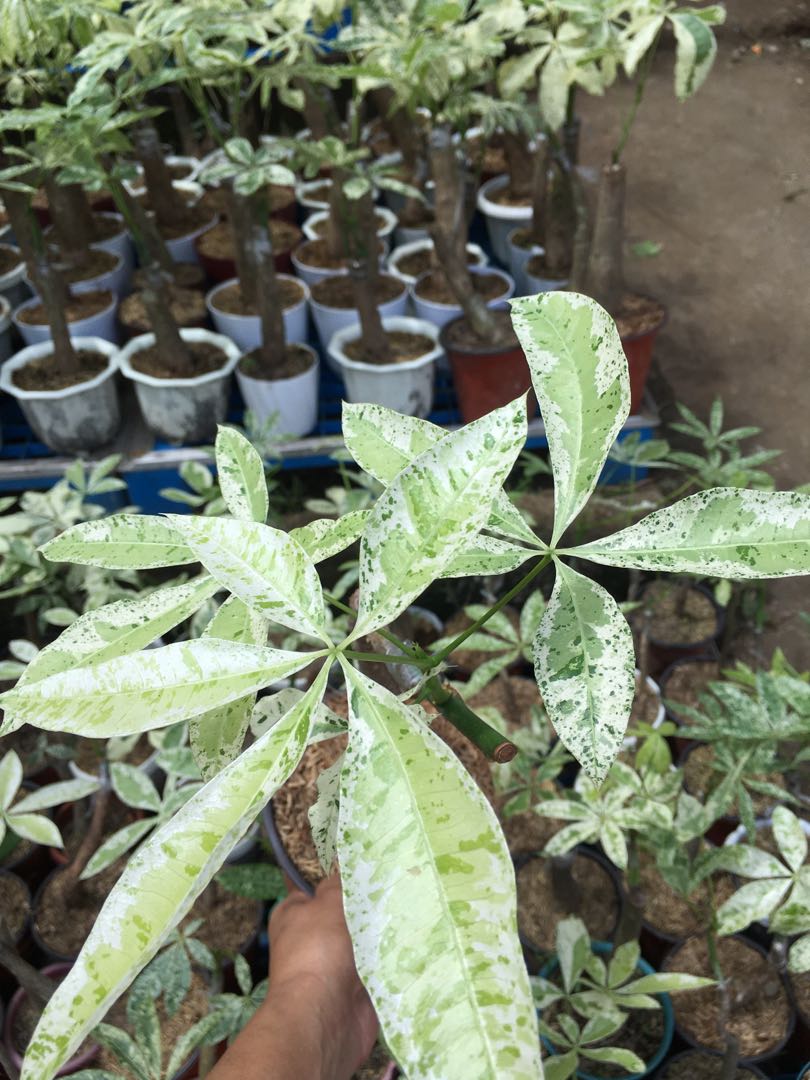 variegated money tree small, Furniture & Home Living, Gardening, Plants ...