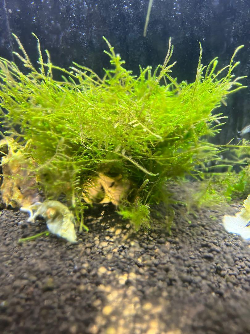 3 shrimp breeding caves with Java moss, Furniture & Home Living ...