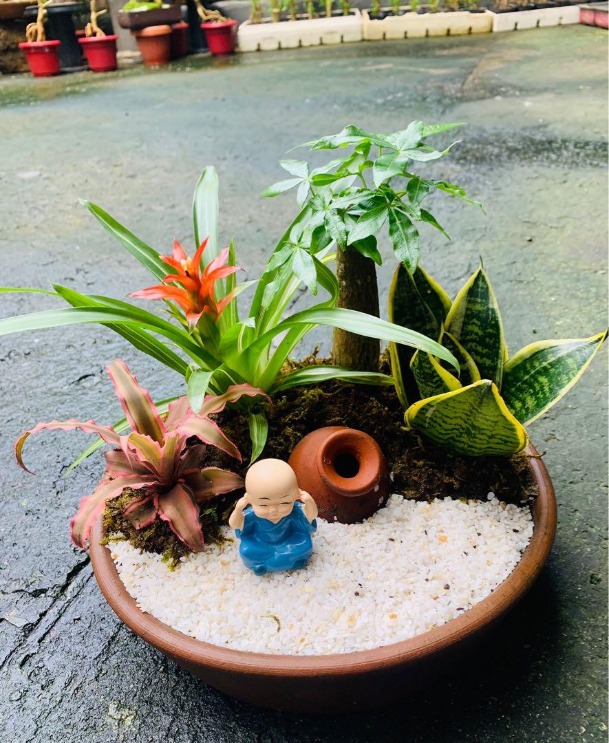 Argao taiwan ang Money tree, Furniture & Home Living, Gardening, Plants ...