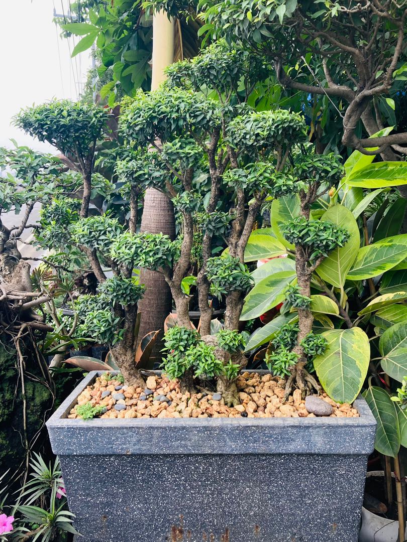 Bonsai pandakaki set, Furniture & Home Living, Gardening, Plants ...