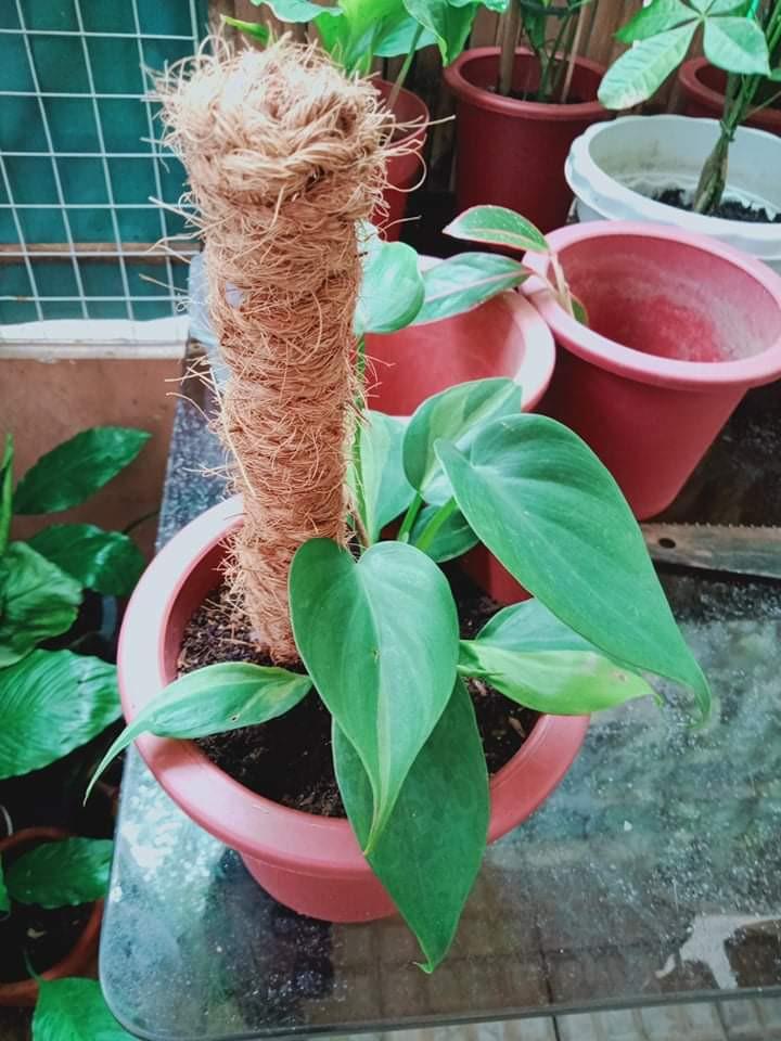 Brazil pothos, Furniture & Home Living, Gardening, Plants & Seeds on ...