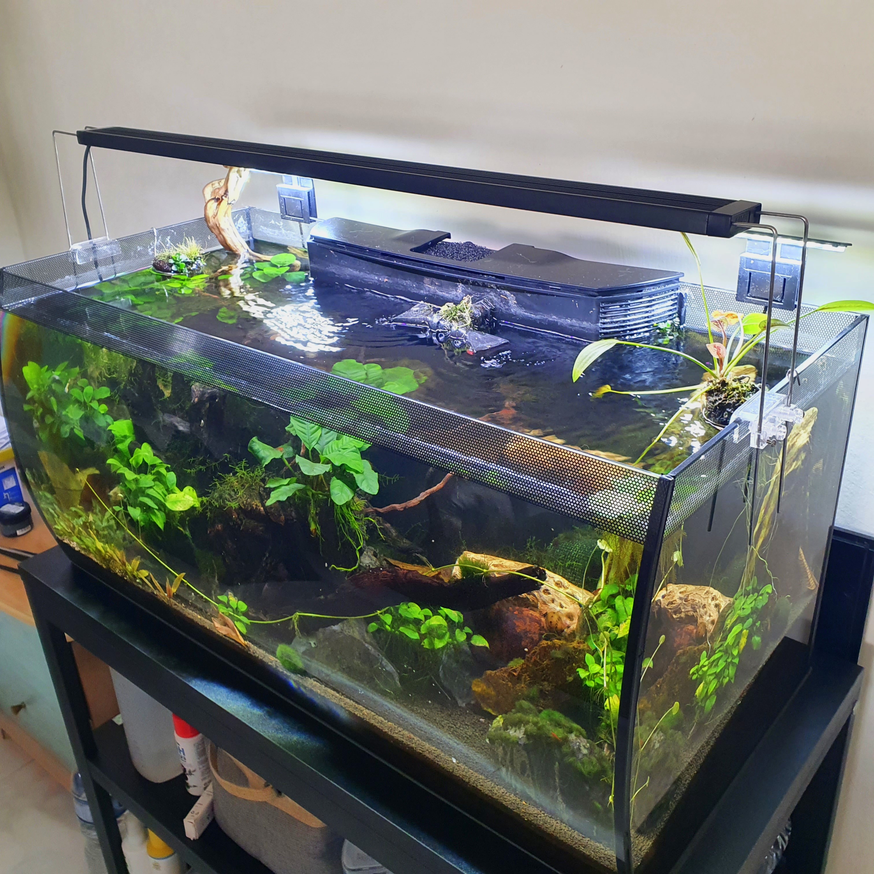 Fluval Flex 123L Aquarium Tank, Pet Supplies, Homes & Other Pet ...