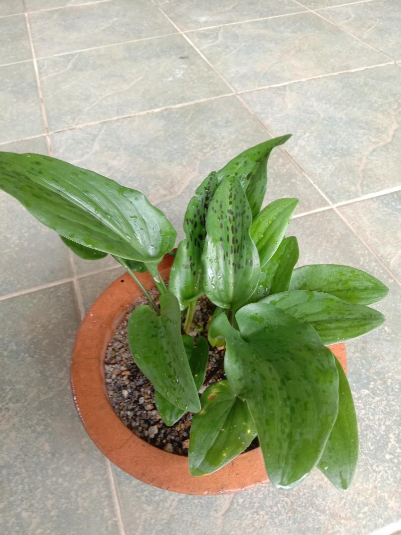 Pokok Keladi Katak, Furniture & Home Living, Gardening, Plants & Seeds ...