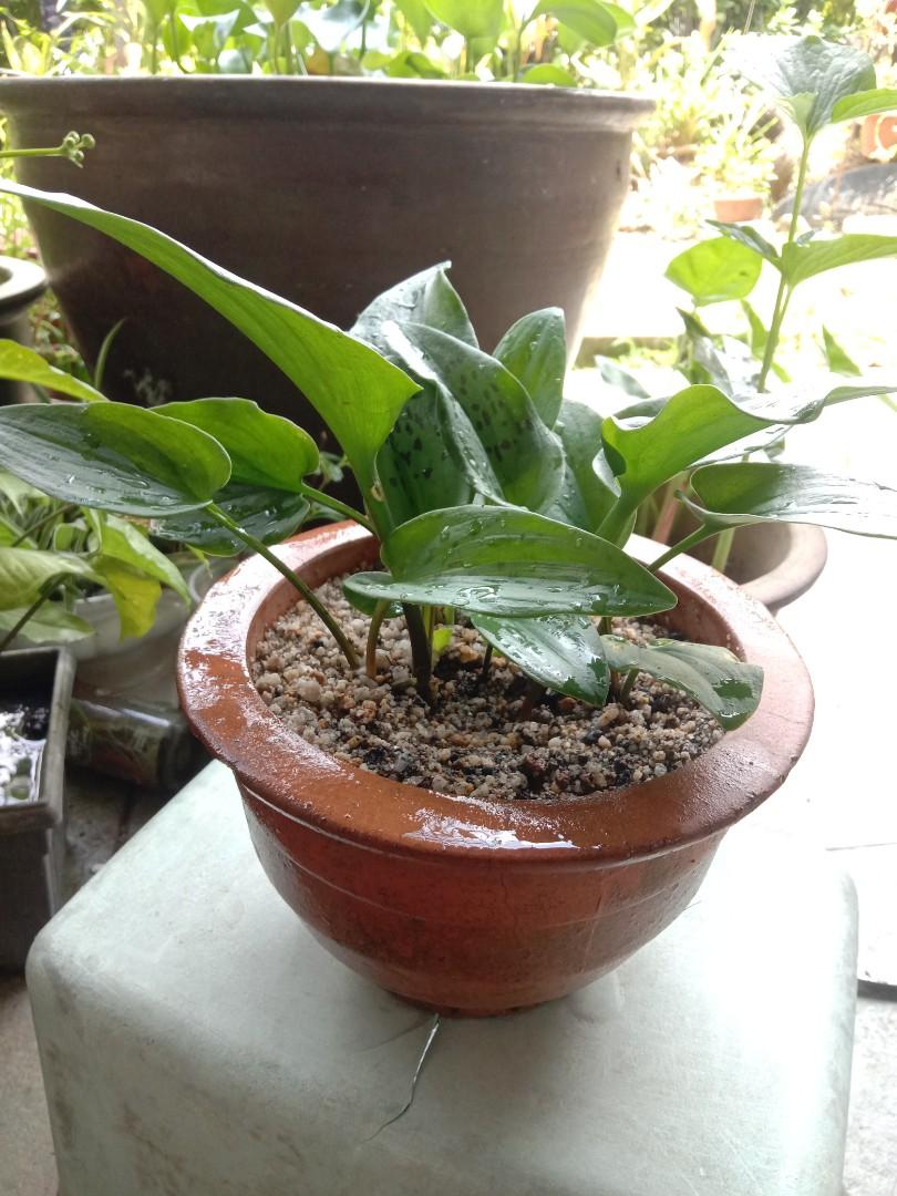 Pokok Keladi Katak, Furniture & Home Living, Gardening, Plants & Seeds ...