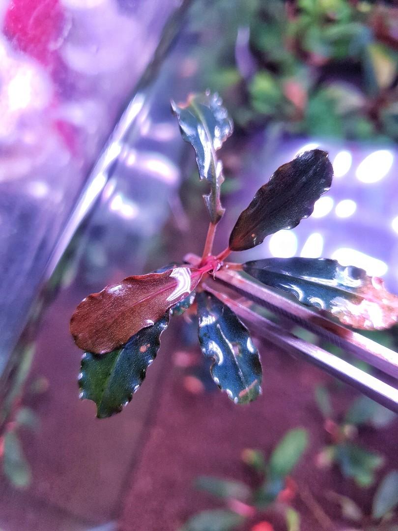 South Ghost El Nino Bucephalandra bucep buce, Furniture & Home Living ...