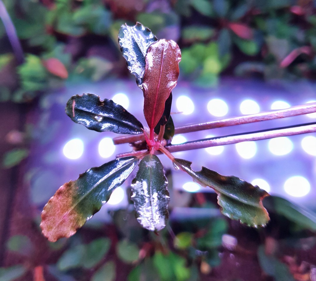 South Ghost El Nino Bucephalandra bucep buce, Furniture & Home Living ...