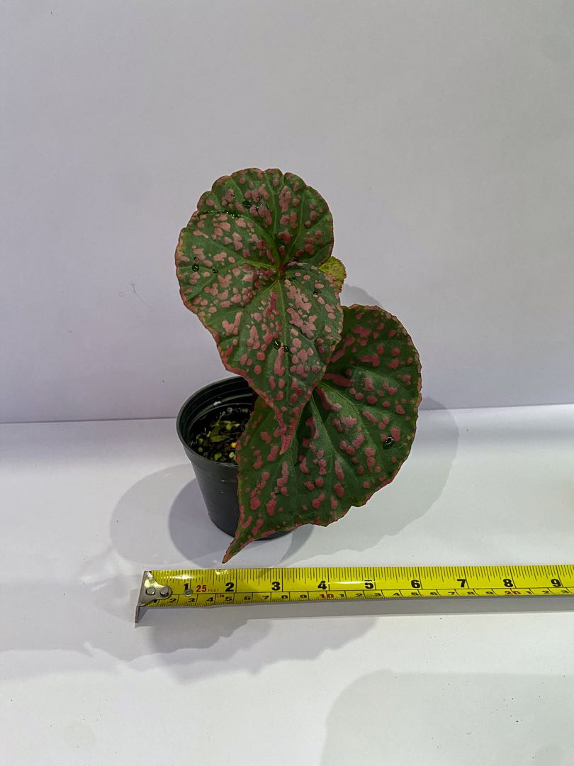 Begonia roseopunctata, Furniture & Home Living, Gardening, Plants ...