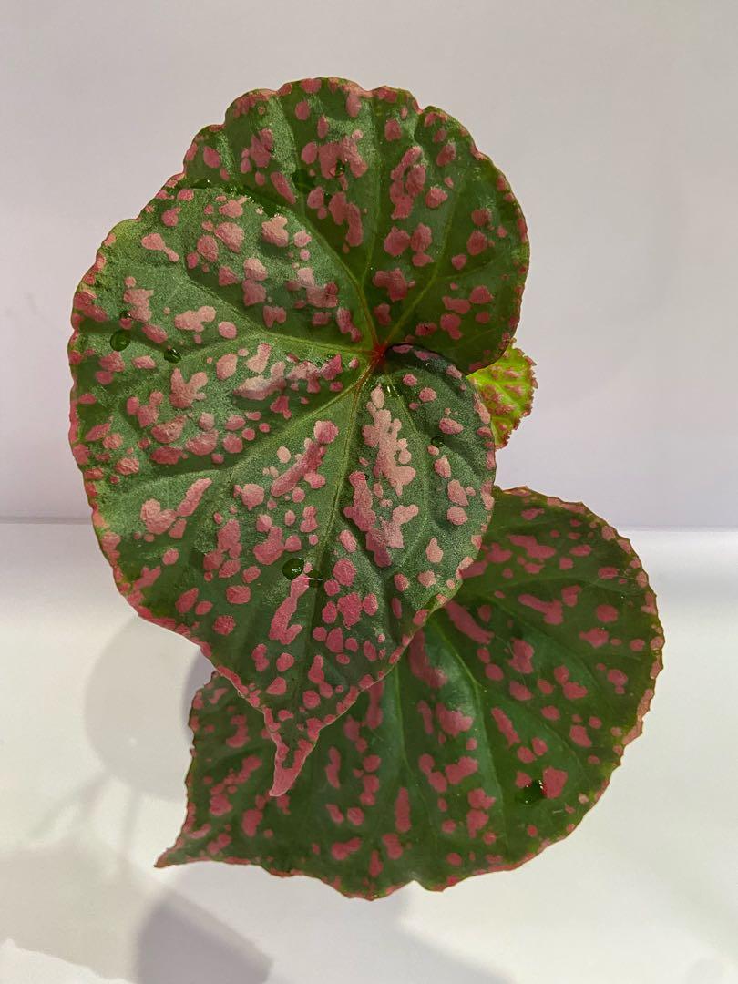 Begonia roseopunctata, Furniture & Home Living, Gardening, Plants ...