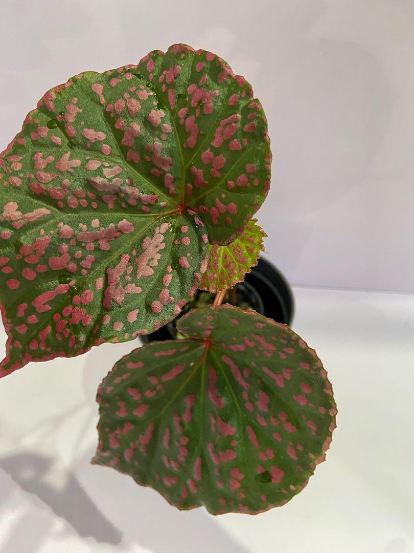 Begonia roseopunctata, Furniture & Home Living, Gardening, Plants ...