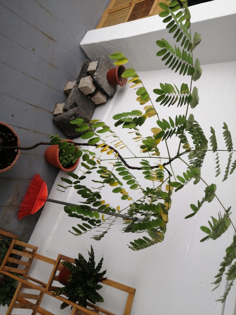 Large Saga Tree, Furniture & Home Living, Gardening, Plants & Seeds on ...