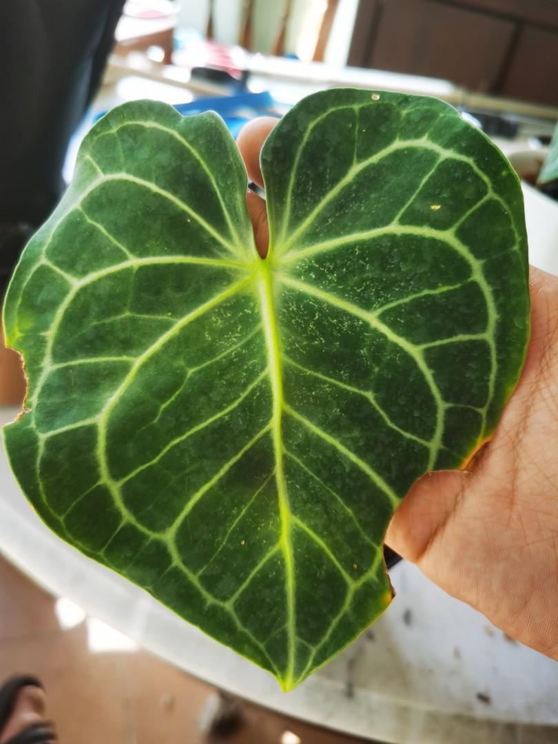 *Rare* Anthurium "King" Clari, Furniture & Home Living, Gardening, Pots ...
