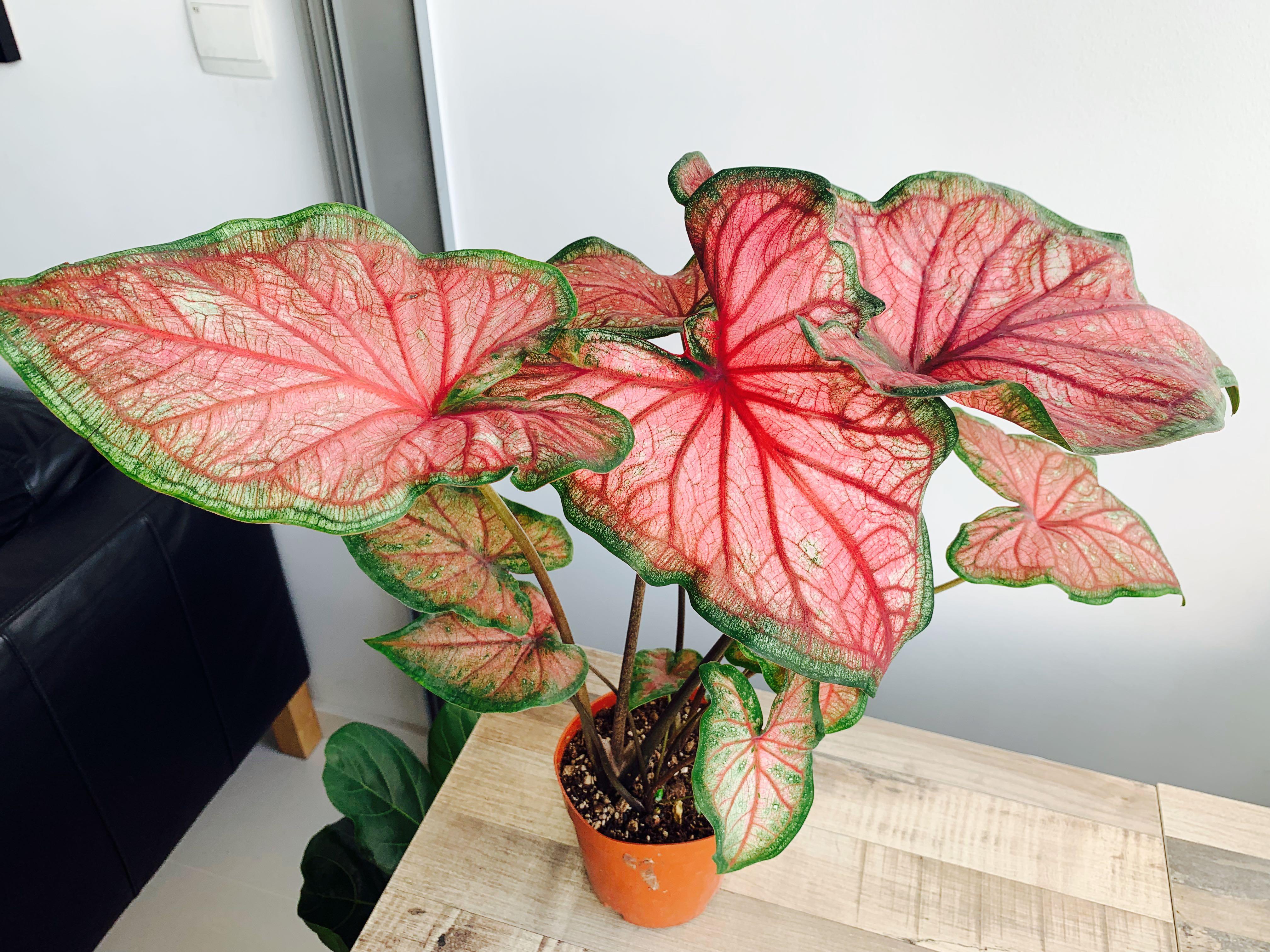 Caladium Florida Sweetheart, Furniture & Home Living, Gardening, Plants ...