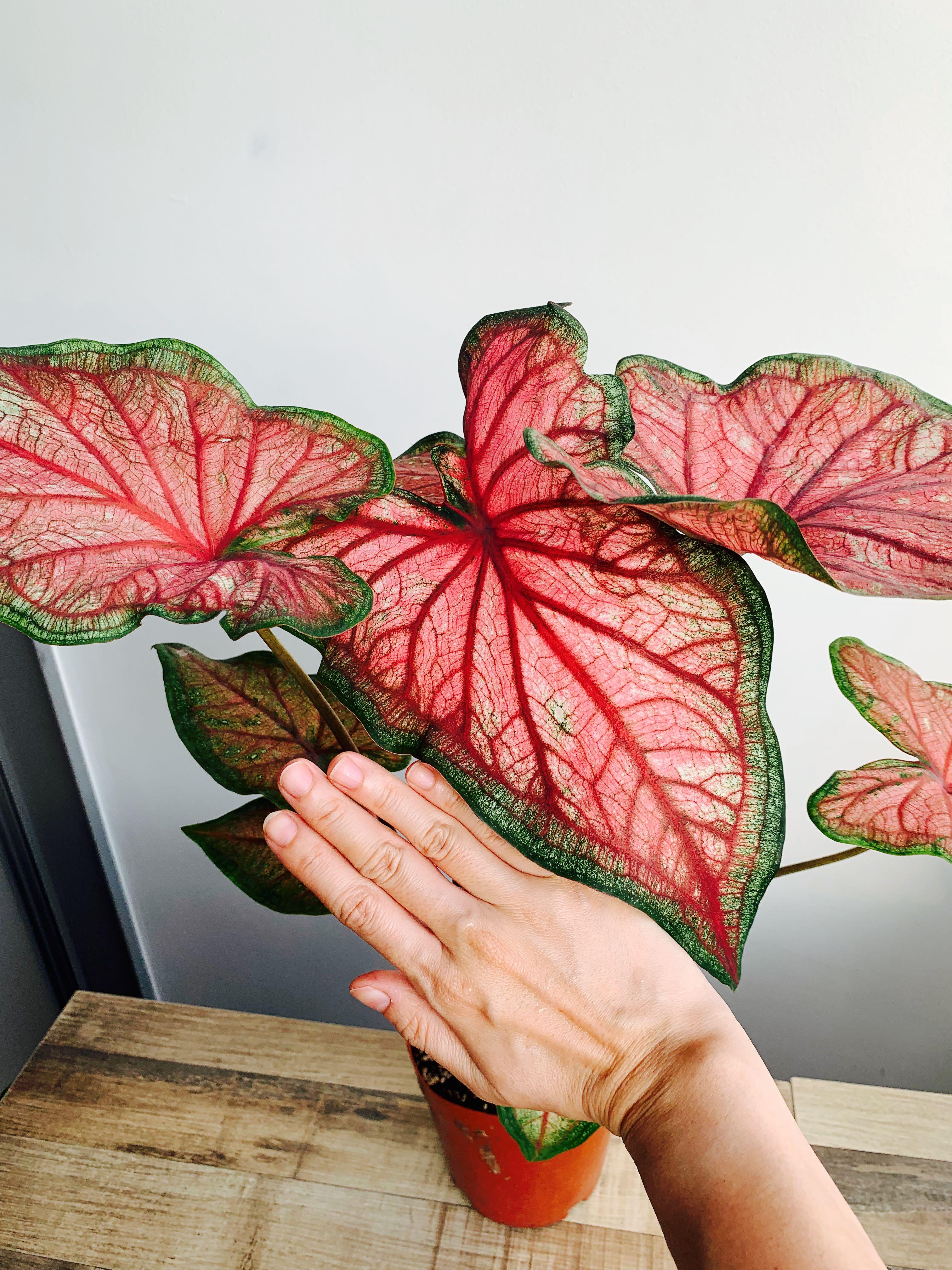 Caladium Florida Sweetheart, Furniture & Home Living, Gardening, Plants ...