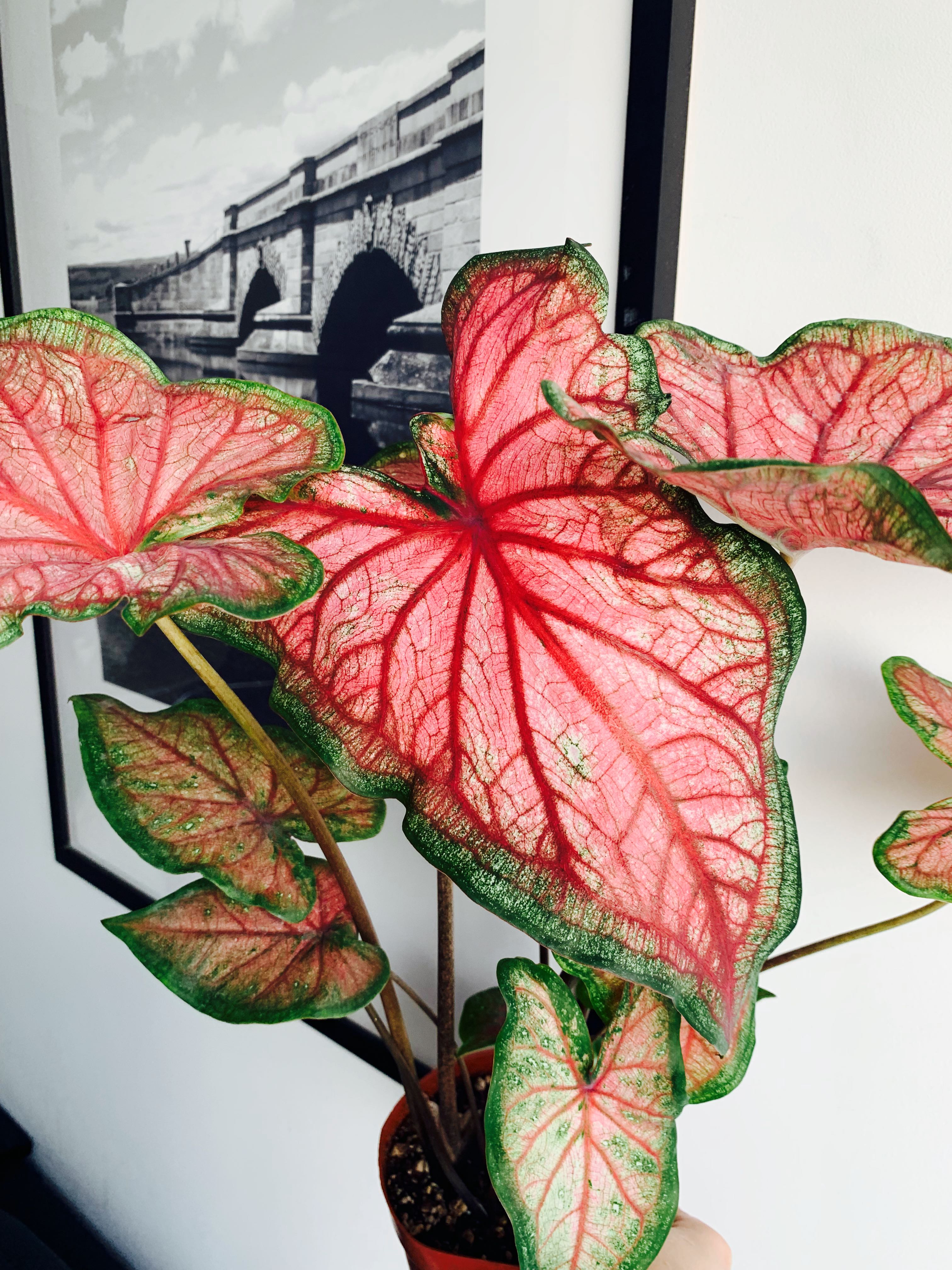 Caladium Florida Sweetheart, Furniture & Home Living, Gardening, Plants ...