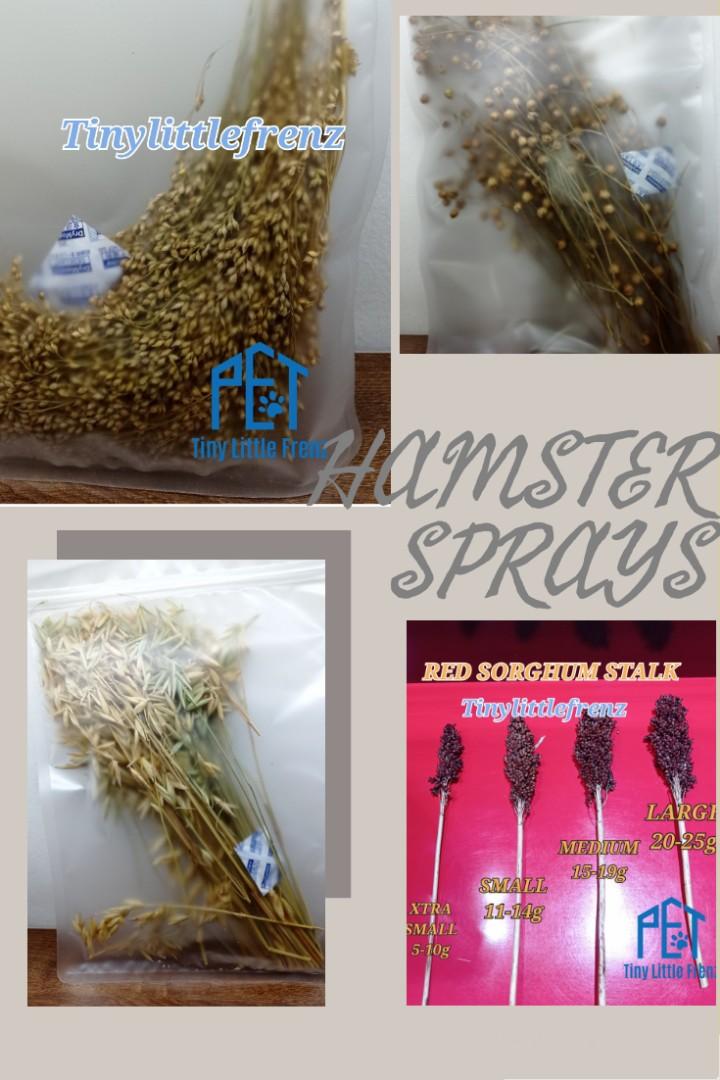 Yellow Millet Spray / Silver Millet Spray / Flax Spray / Oat Spray ...