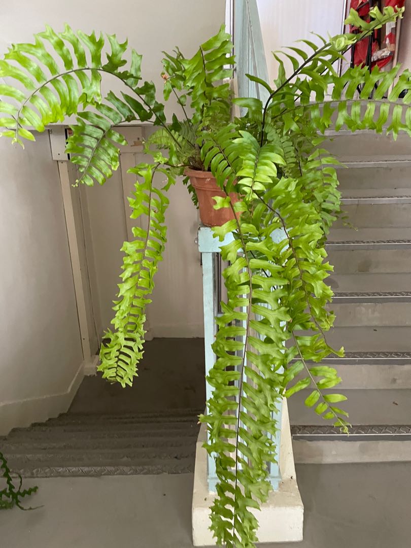 Fishtail Fern (Nephrolepis Falcata Furcans) longest frond 90cm ...
