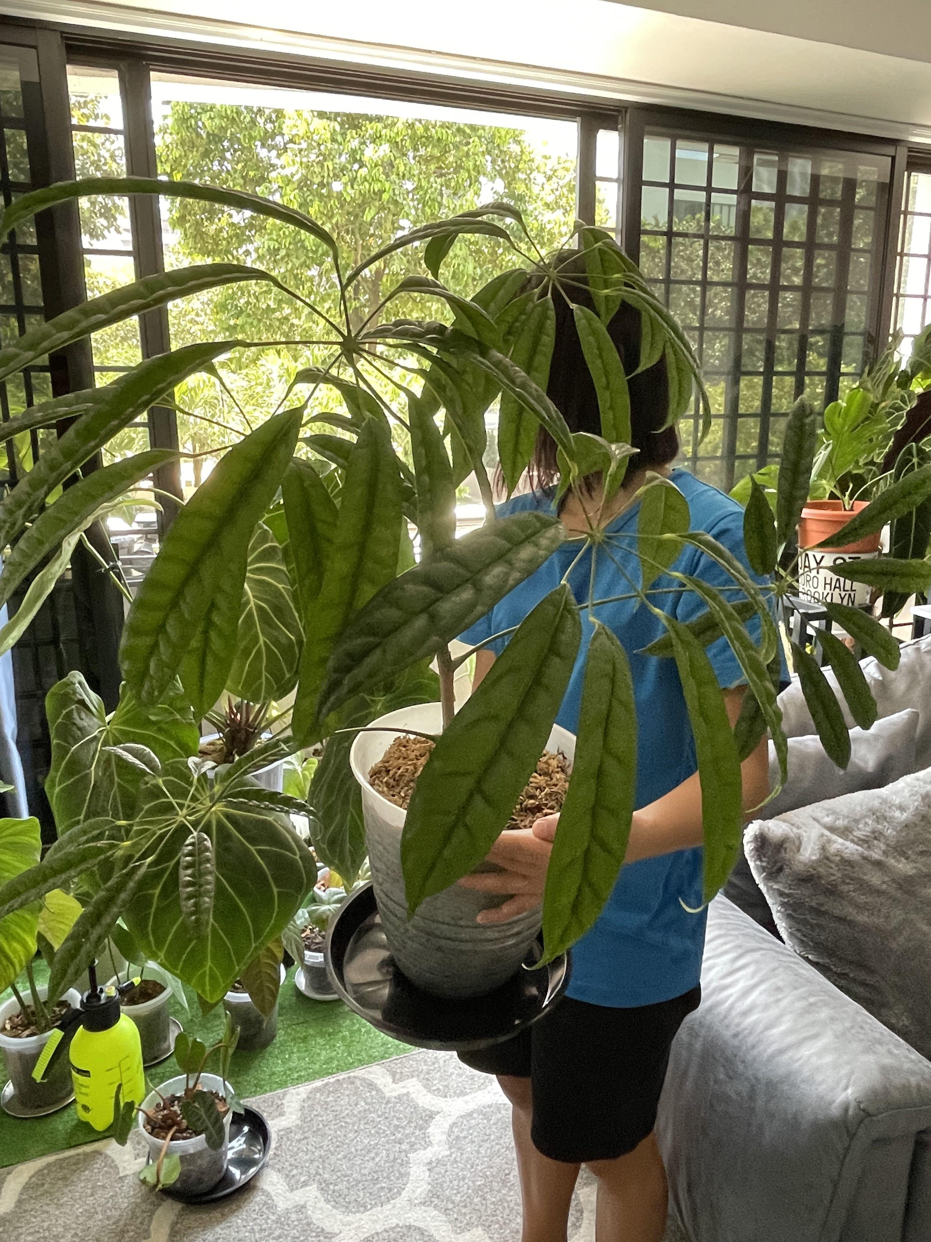Giant Schefflera Albido-Bracteata healthy and rare, Furniture & Home ...