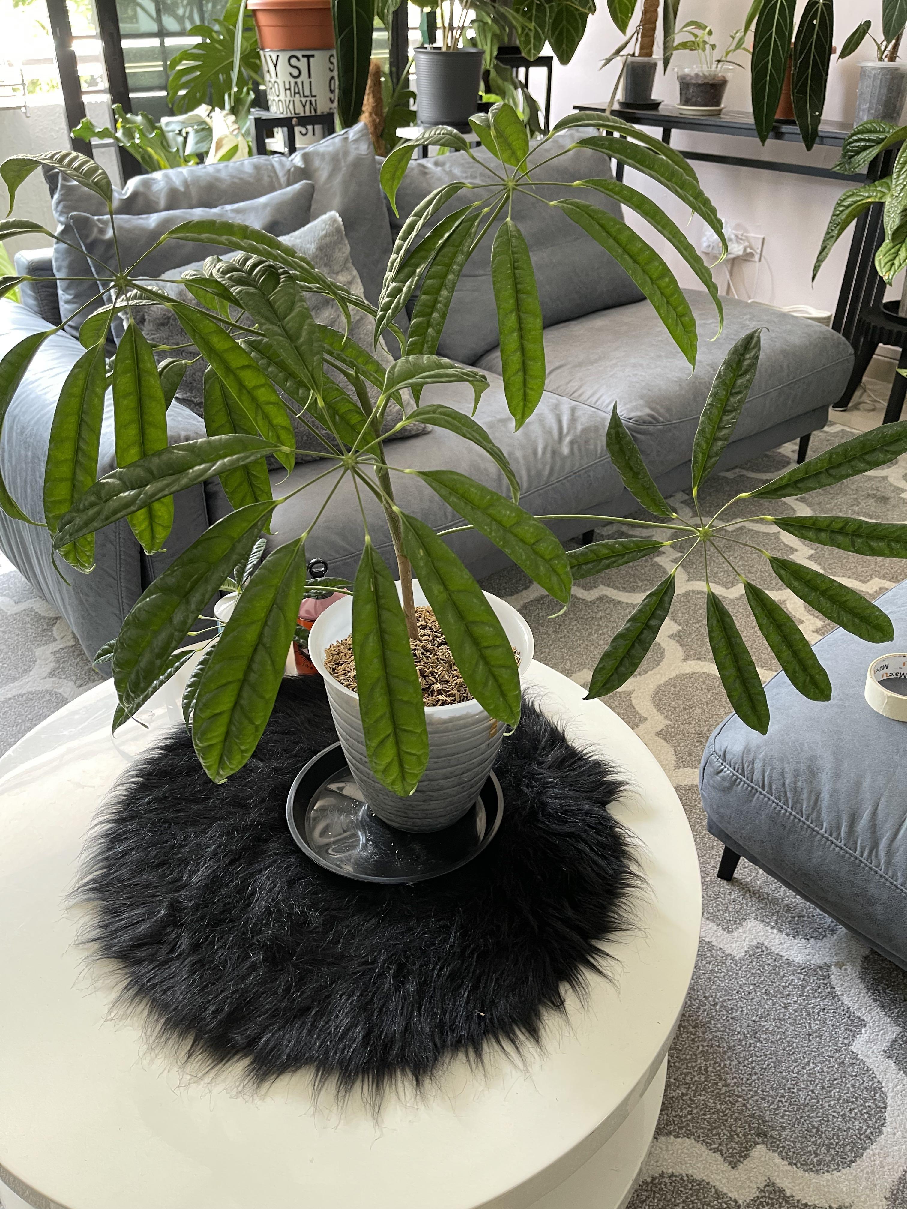 Giant Schefflera Albido-Bracteata healthy and rare, Furniture & Home ...