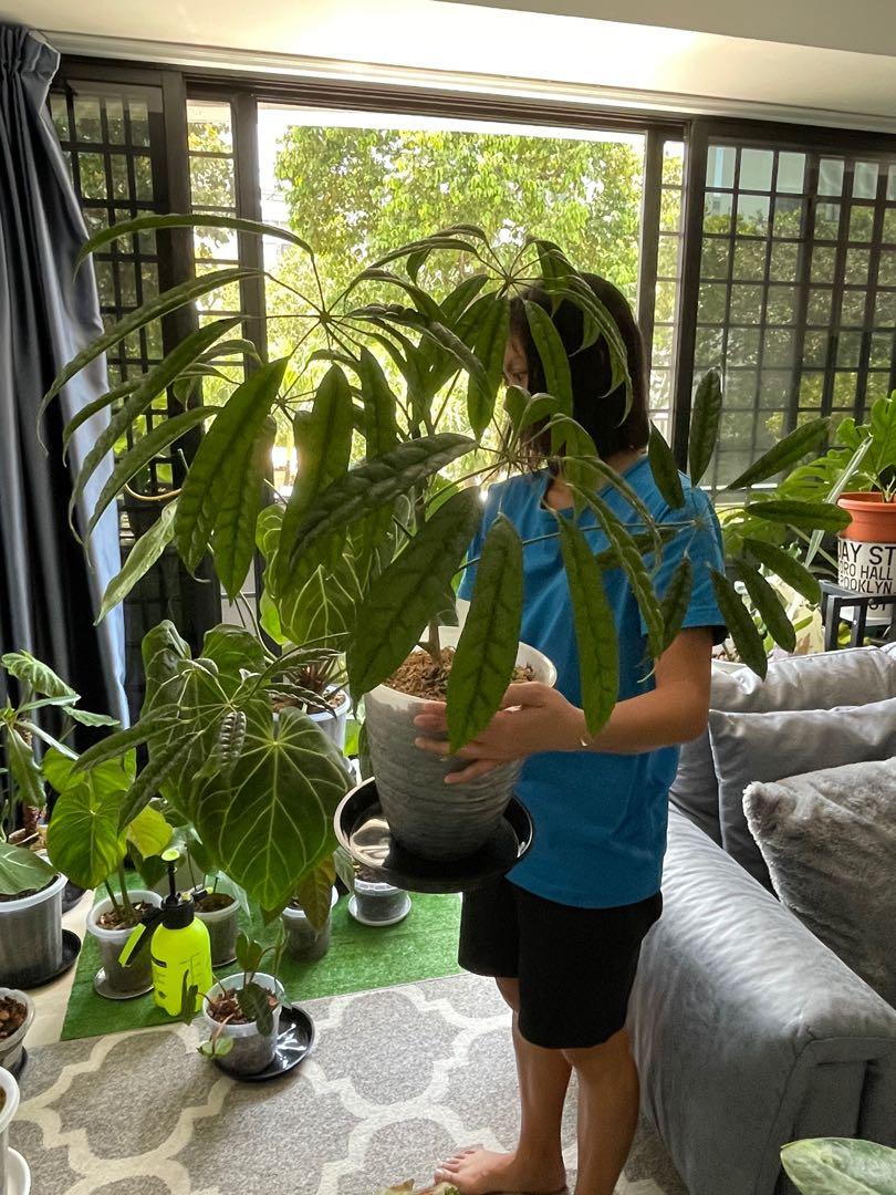 Giant Schefflera Albido-Bracteata healthy and rare, Furniture & Home ...