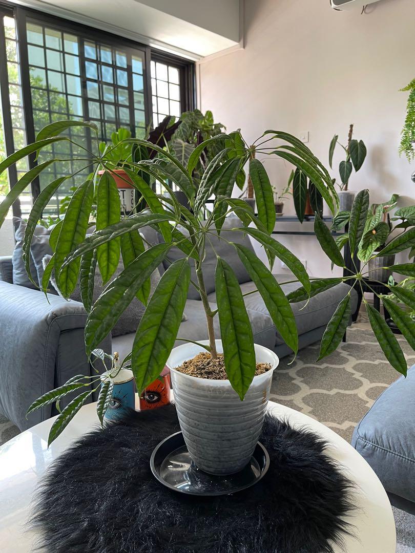 Giant Schefflera Albido-Bracteata healthy and rare, Furniture & Home ...