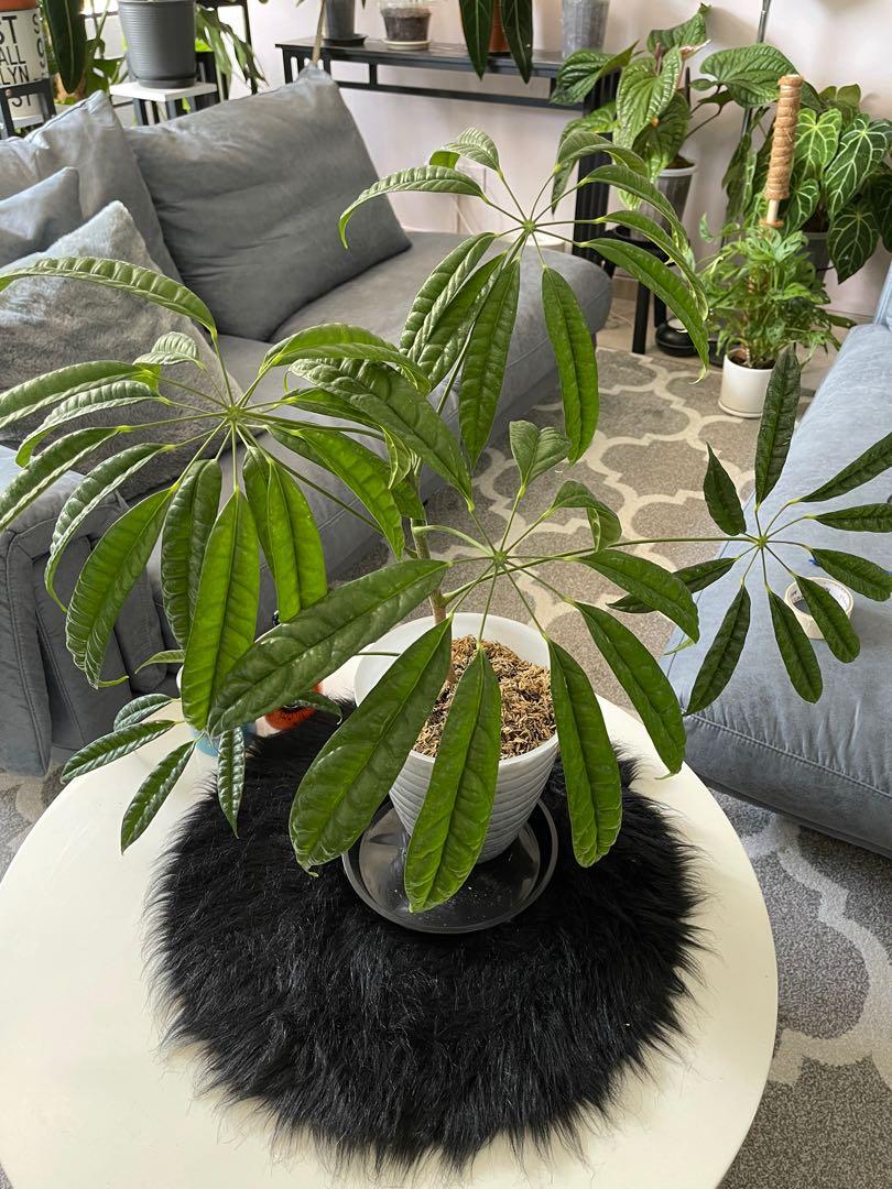 Giant Schefflera Albido-Bracteata healthy and rare, Furniture & Home ...