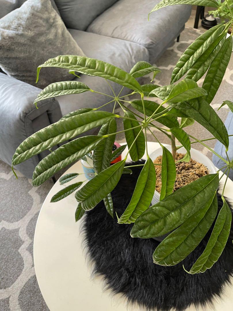 Giant Schefflera Albido-Bracteata healthy and rare, Furniture & Home ...
