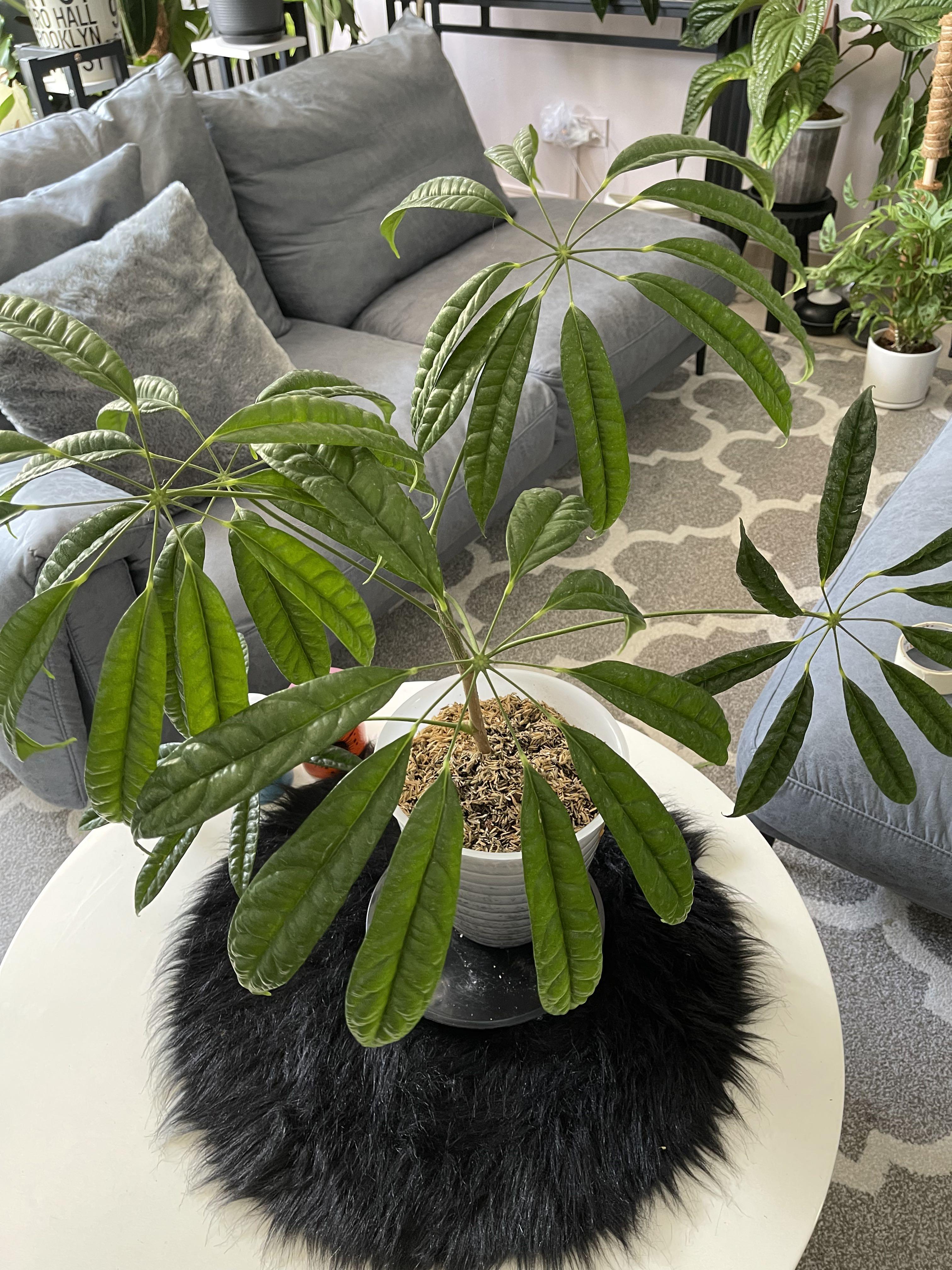 Giant Schefflera Albido-Bracteata healthy and rare, Furniture & Home ...