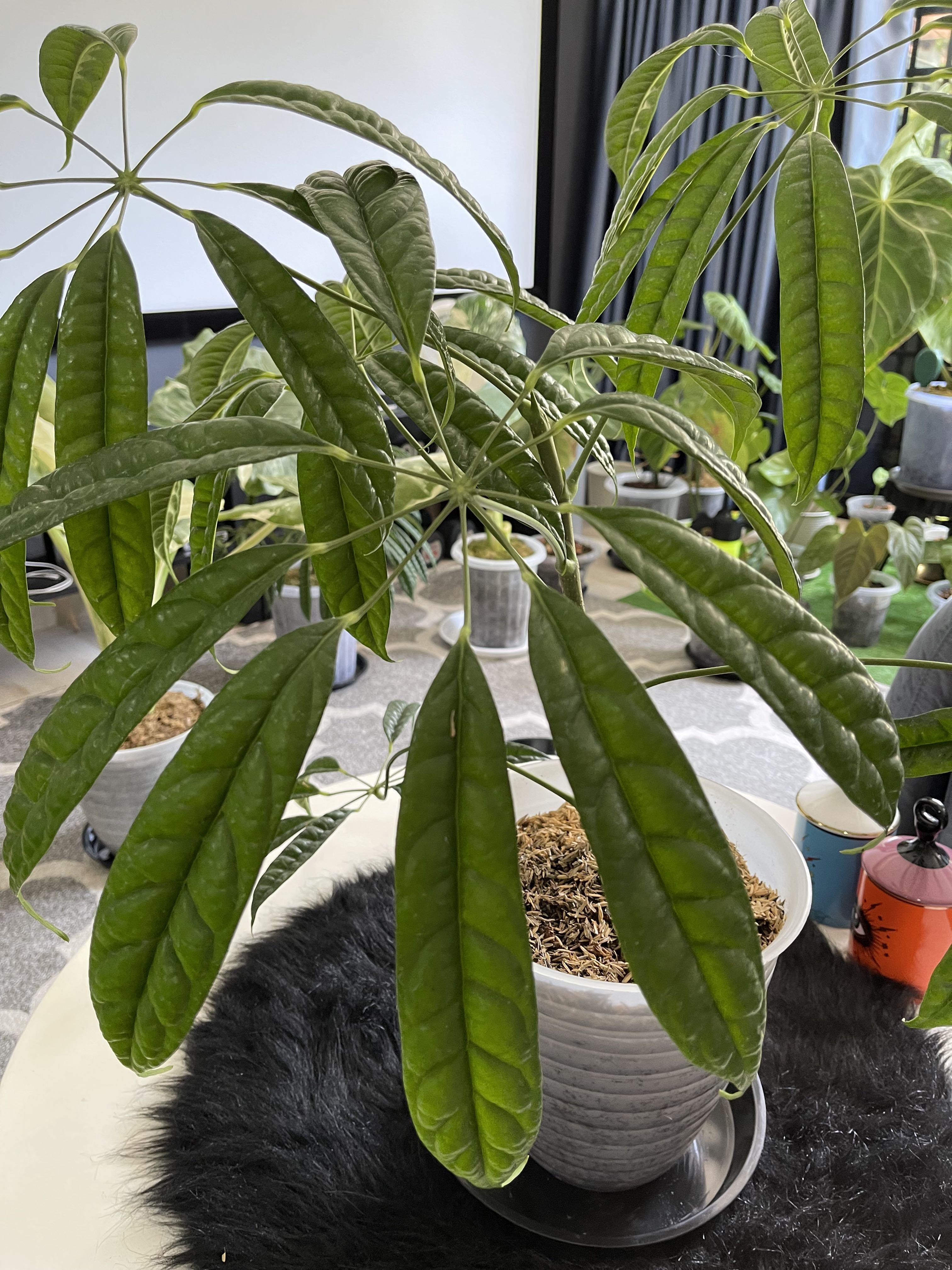Giant Schefflera Albido-Bracteata healthy and rare, Furniture & Home ...