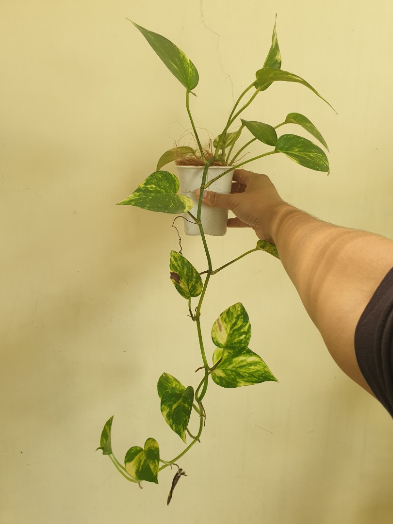 Golden pothos trailing, Furniture & Home Living, Gardening, Plants ...