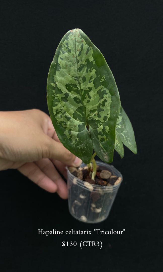 Hapaline celatrix 'tricolor', Furniture & Home Living, Gardening ...