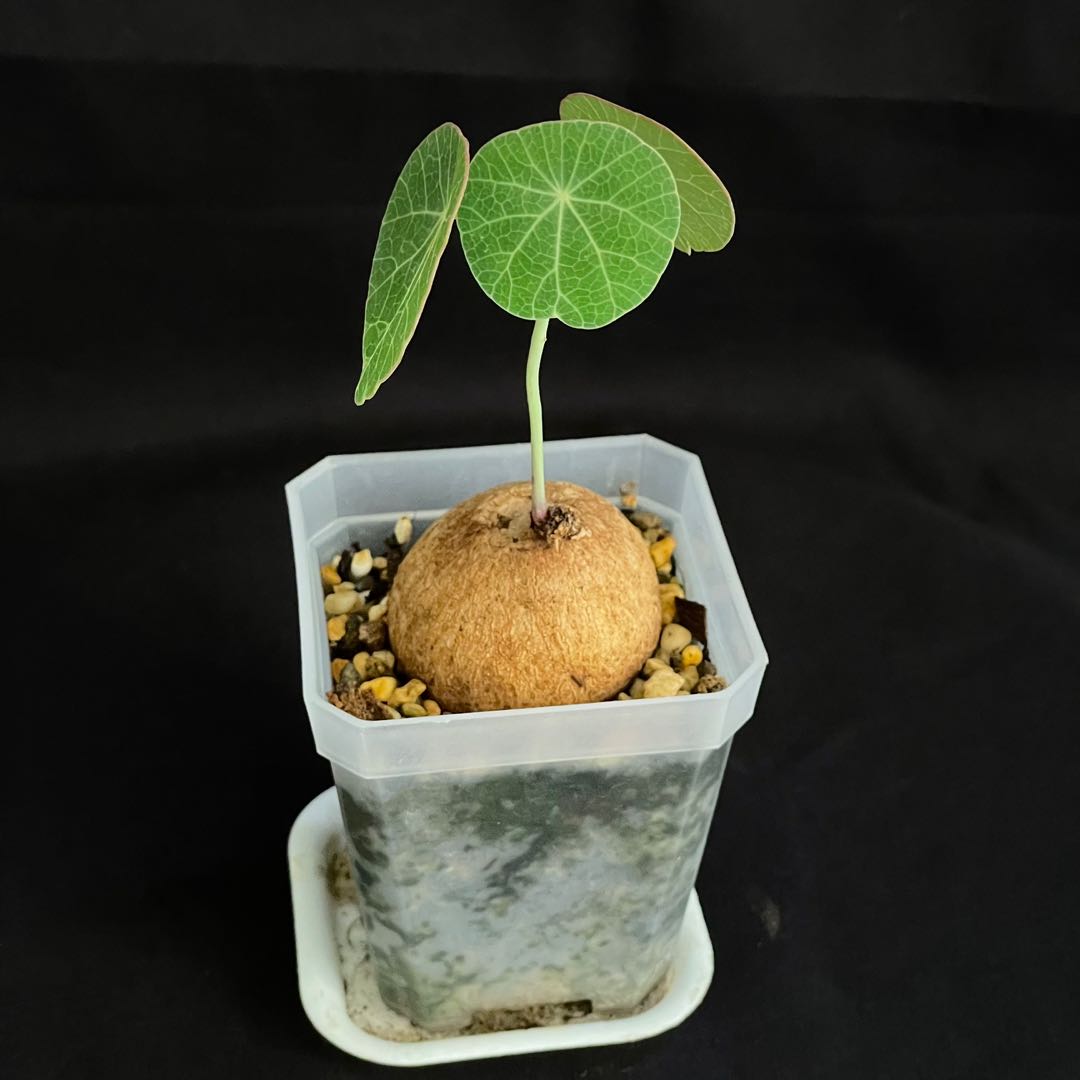 Stephania Erecta smooth caudex and rare red rimmed leaves, Furniture ...