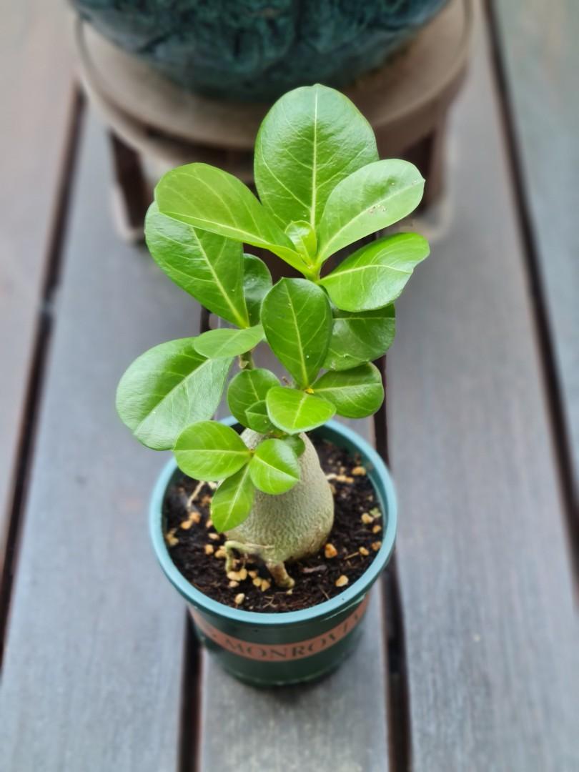 Wealth Plant (Fu Gui Hua), Furniture & Home Living, Gardening, Pots ...