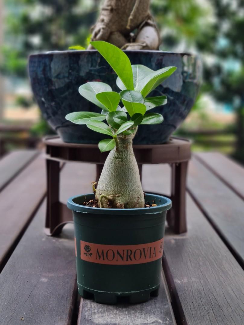 Wealth Plant (Fu Gui Hua), Furniture & Home Living, Gardening, Pots ...