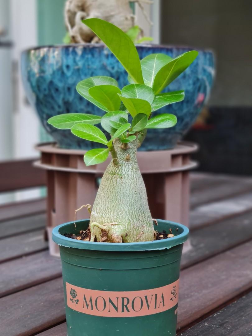 Wealth Plant (Fu Gui Hua), Furniture & Home Living, Gardening, Pots ...