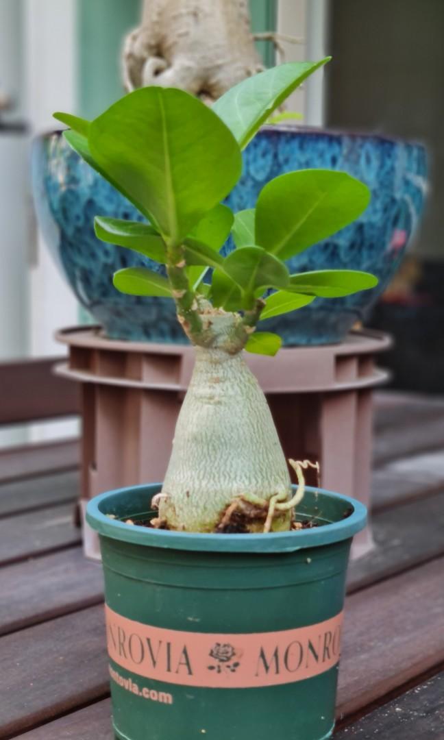 Wealth Plant (Fu Gui Hua), Furniture & Home Living, Gardening, Pots ...