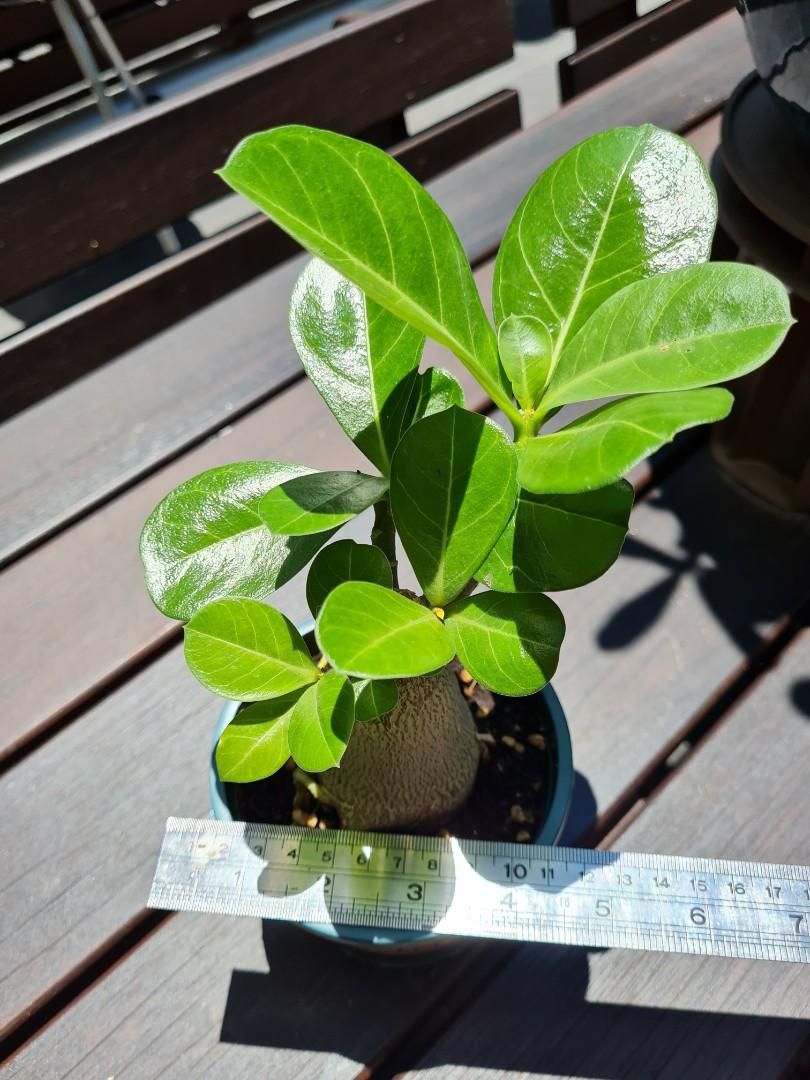 Wealth Plant (Fu Gui Hua), Furniture & Home Living, Gardening, Pots ...