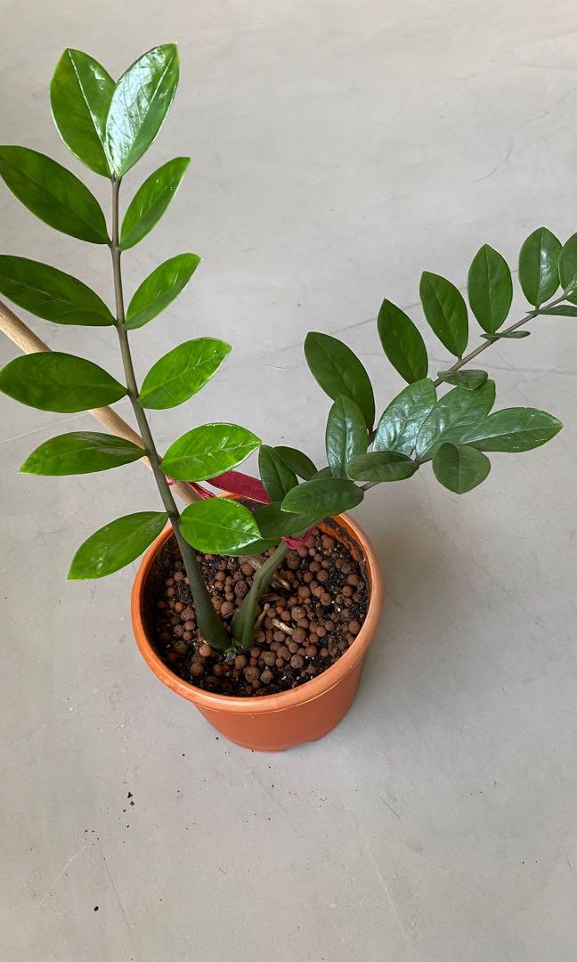 zamioculcas zamiifolia Feng shui (big leaf), Furniture & Home Living, Gardening, Plants & Seeds ...
